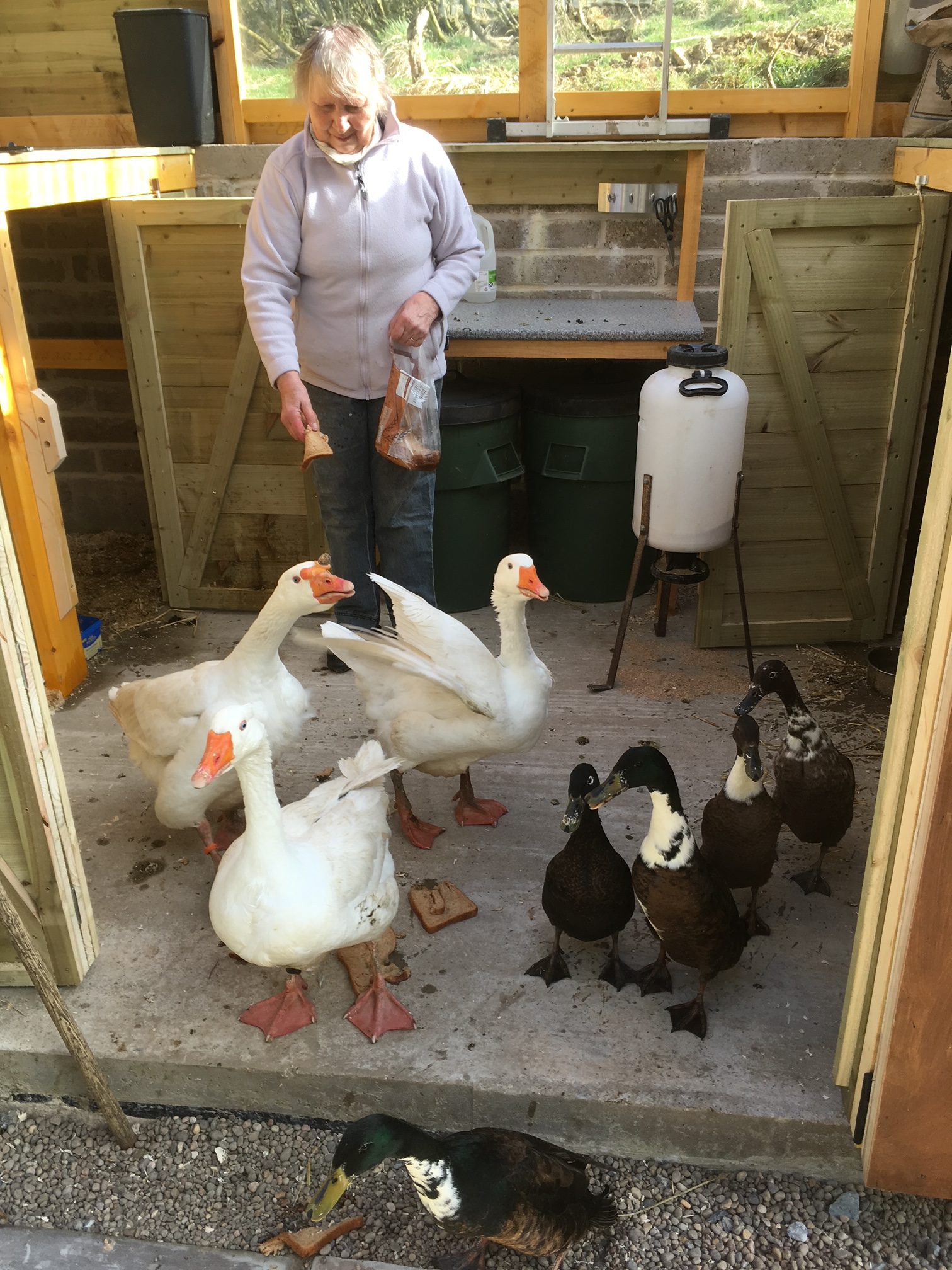 Chicken Palace (2018) – Shenwall.com